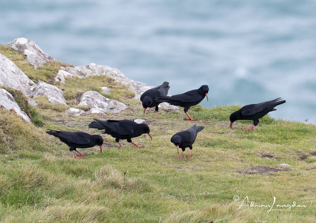 Autumn Wildlife and Nature Guide – Seasonal information on the wildlife ...